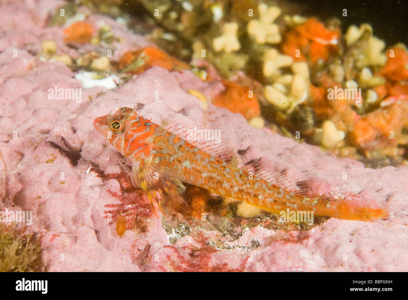 Ground fish Banque de photographies et d’images à haute résolution - Alamy