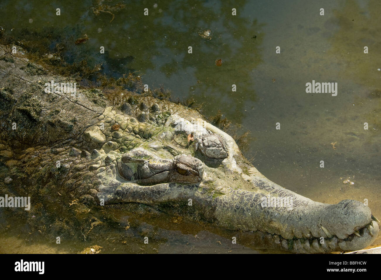 Gharial ou vrai gavial Banque de photographies et d’images à haute ...