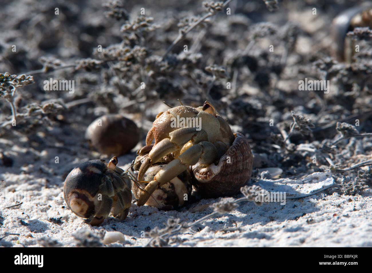 Ermite terrestre Banque de photographies et d’images à haute résolution ...