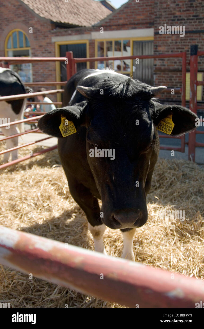 Marché du bétail cages cage stylos plume vaches laitières vache bête ...