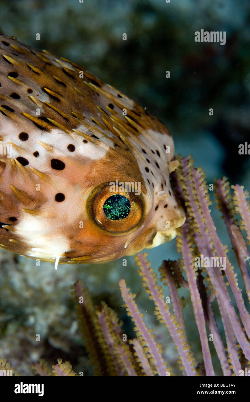 Balloon fish Banque de photographies et d’images à haute résolution - Alamy