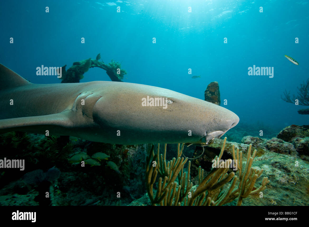 Requin nourrice atlantique Banque de photographies et d’images à haute résolution - Alamy