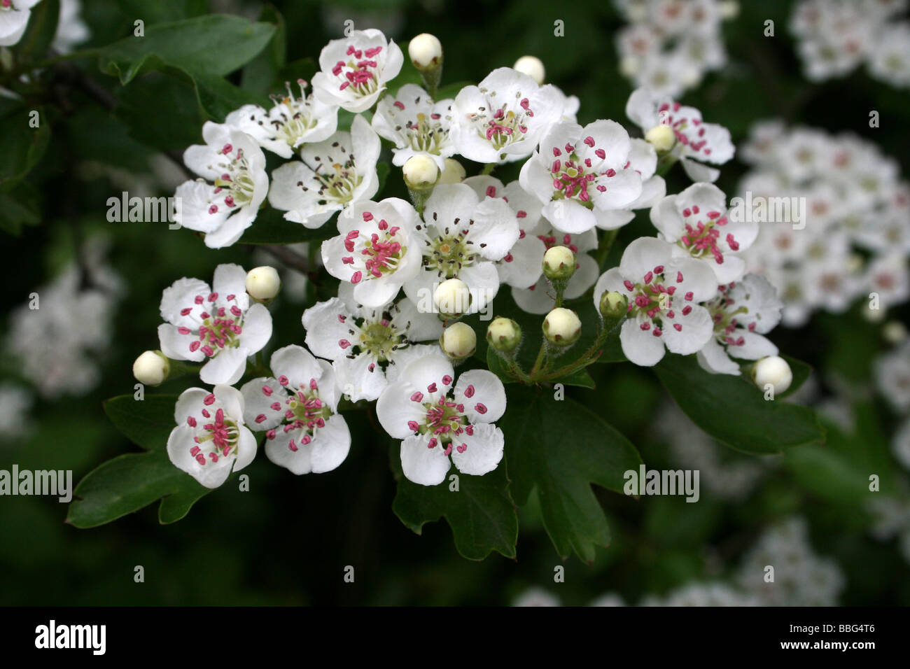 Fleurs de crataegus monogyna Banque de photographies et d’images à ...