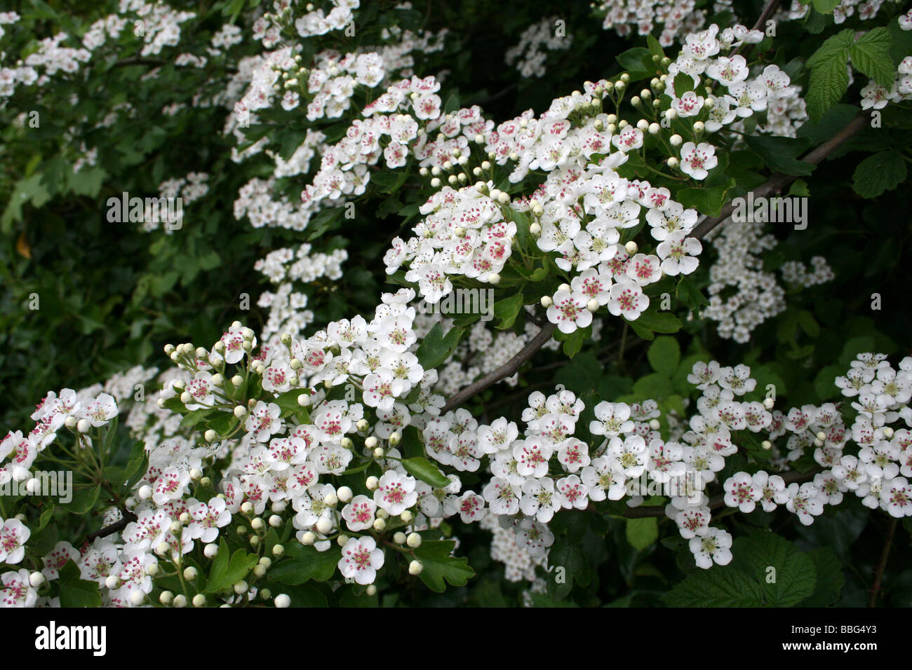 Fleurs de crataegus monogyna Banque de photographies et d’images à ...