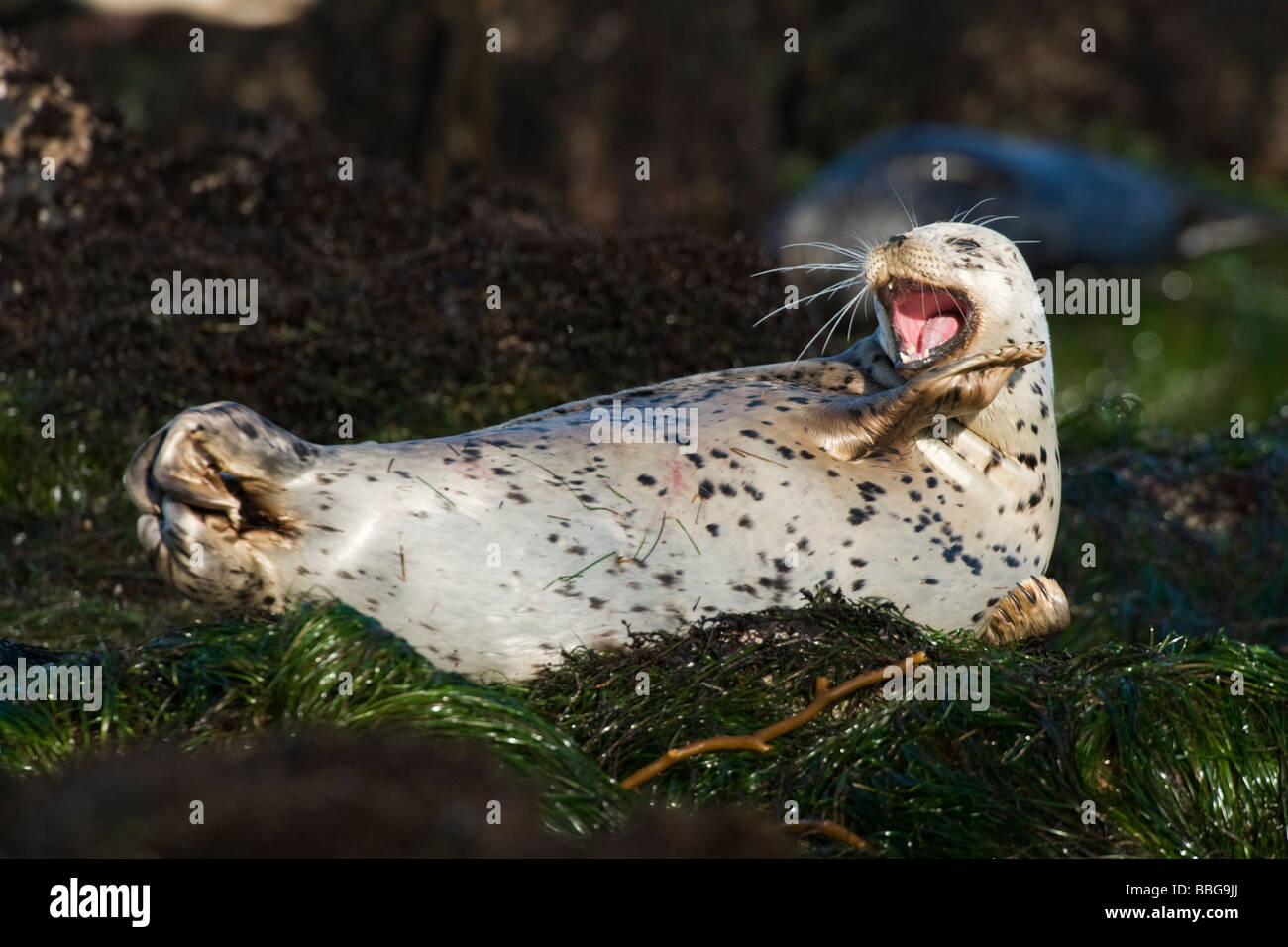 Phoques du port de monterey Banque de photographies et d’images à haute ...