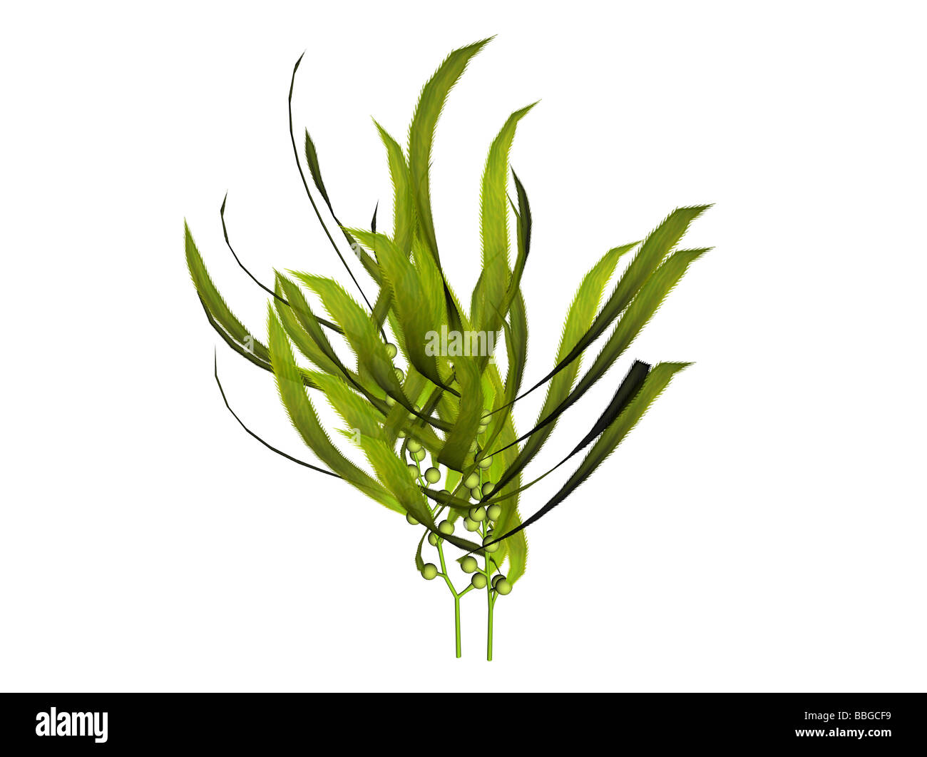 Plante de varech Banque de photographies et d’images à haute résolution ...