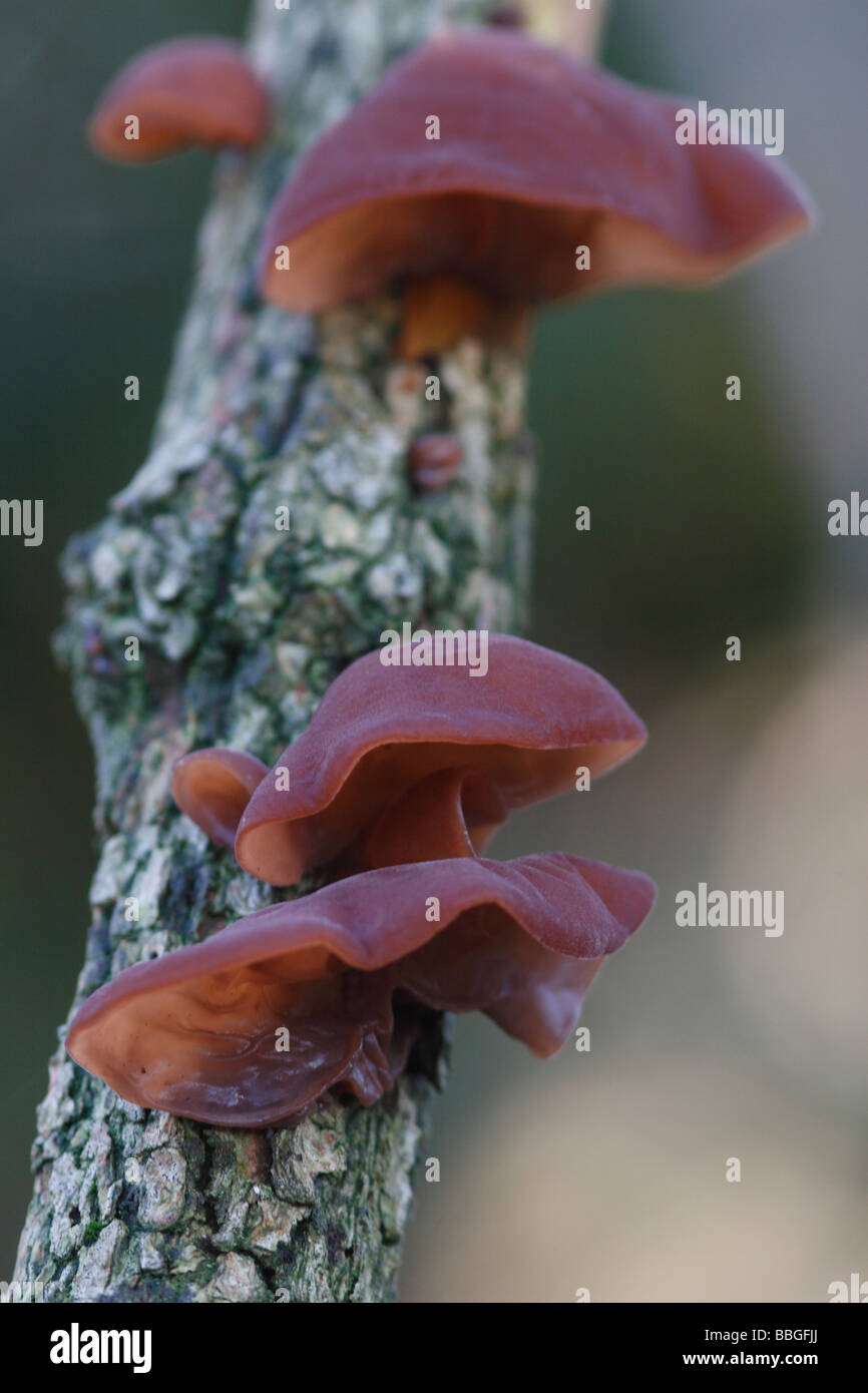 Champignons de l'oreille Banque de photographies et d’images à haute ...