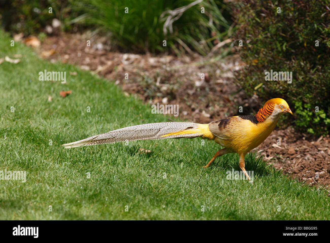 Faisan doré Banque de photographies et d’images à haute résolution - Alamy
