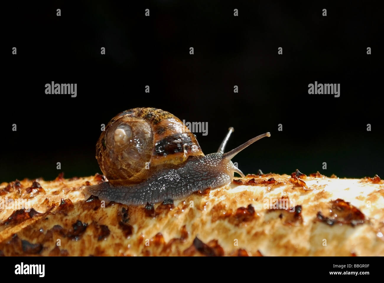 Animal escargot Banque de photographies et d’images à haute résolution ...