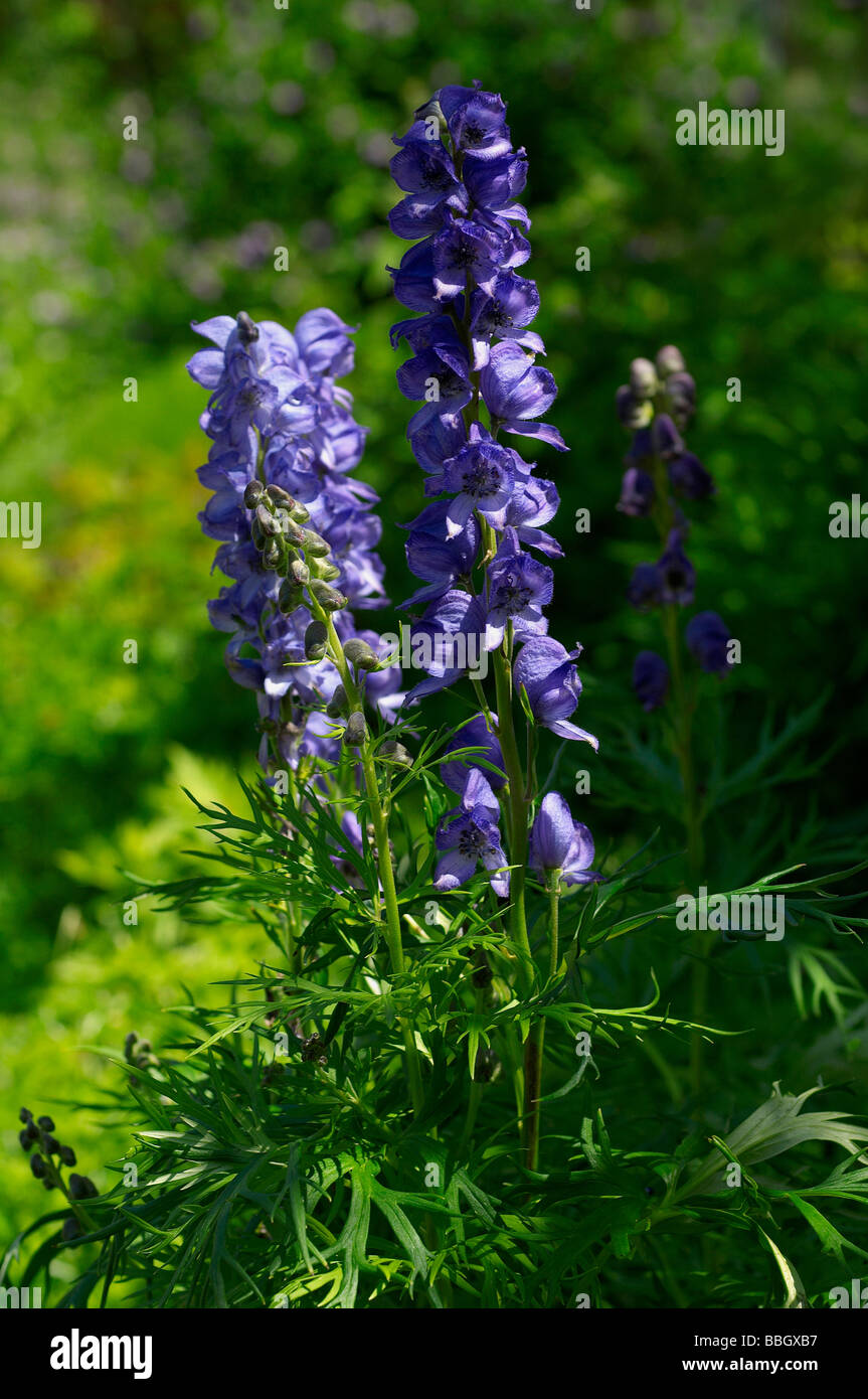 Wolfs bane aconite monkshood aconitum Banque de photographies et d ...