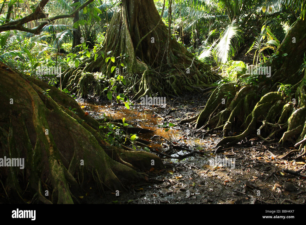Costa Rica tropical lowland rainforest Puerto Viejo Photo Stock - Alamy