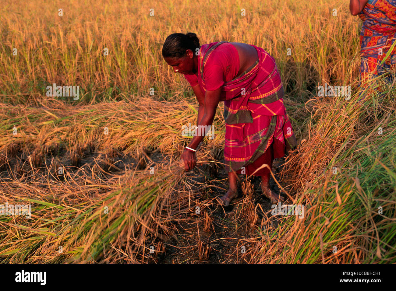Rizière inde Banque de photographies et d’images à haute résolution - Alamy