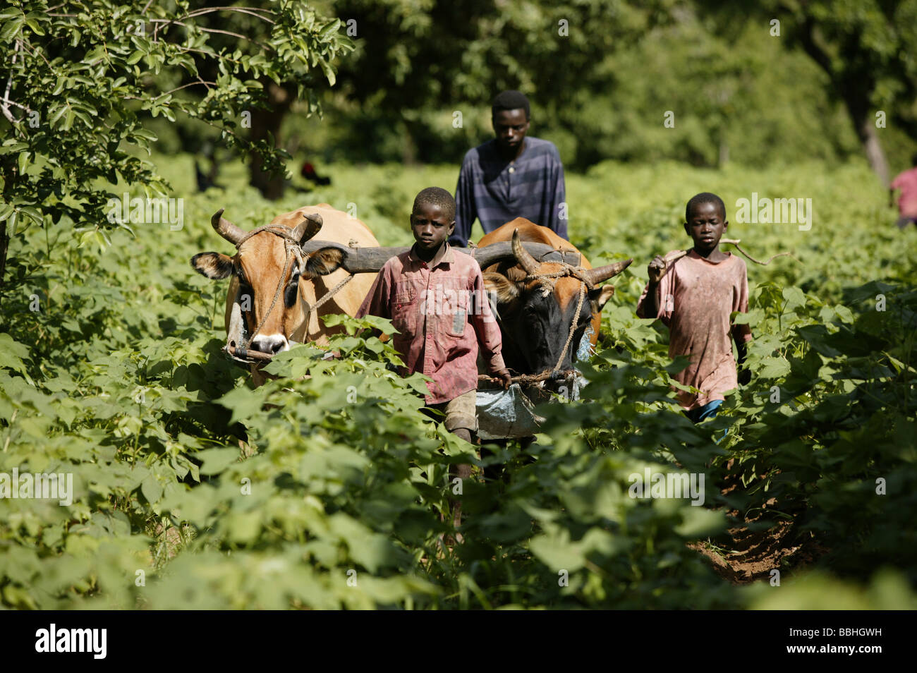 Mali agriculture Banque de photographies et d’images à haute résolution ...