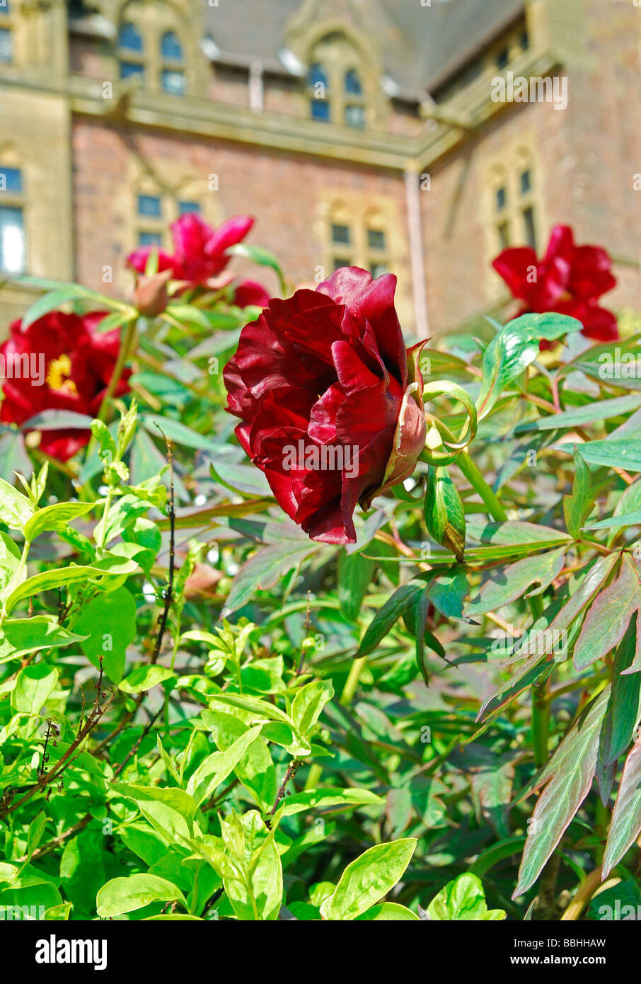 Knighthayes garden Banque de photographies et d’images à haute ...