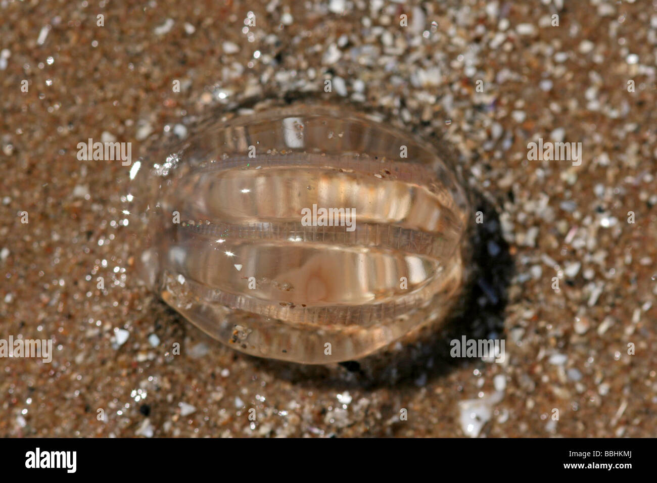 Pleurobrachia pileus Banque de photographies et d’images à haute ...