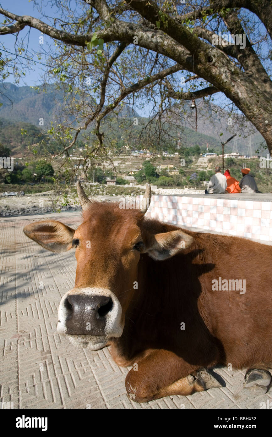 Vache sacrée Banque de photographies et d’images à haute résolution - Alamy