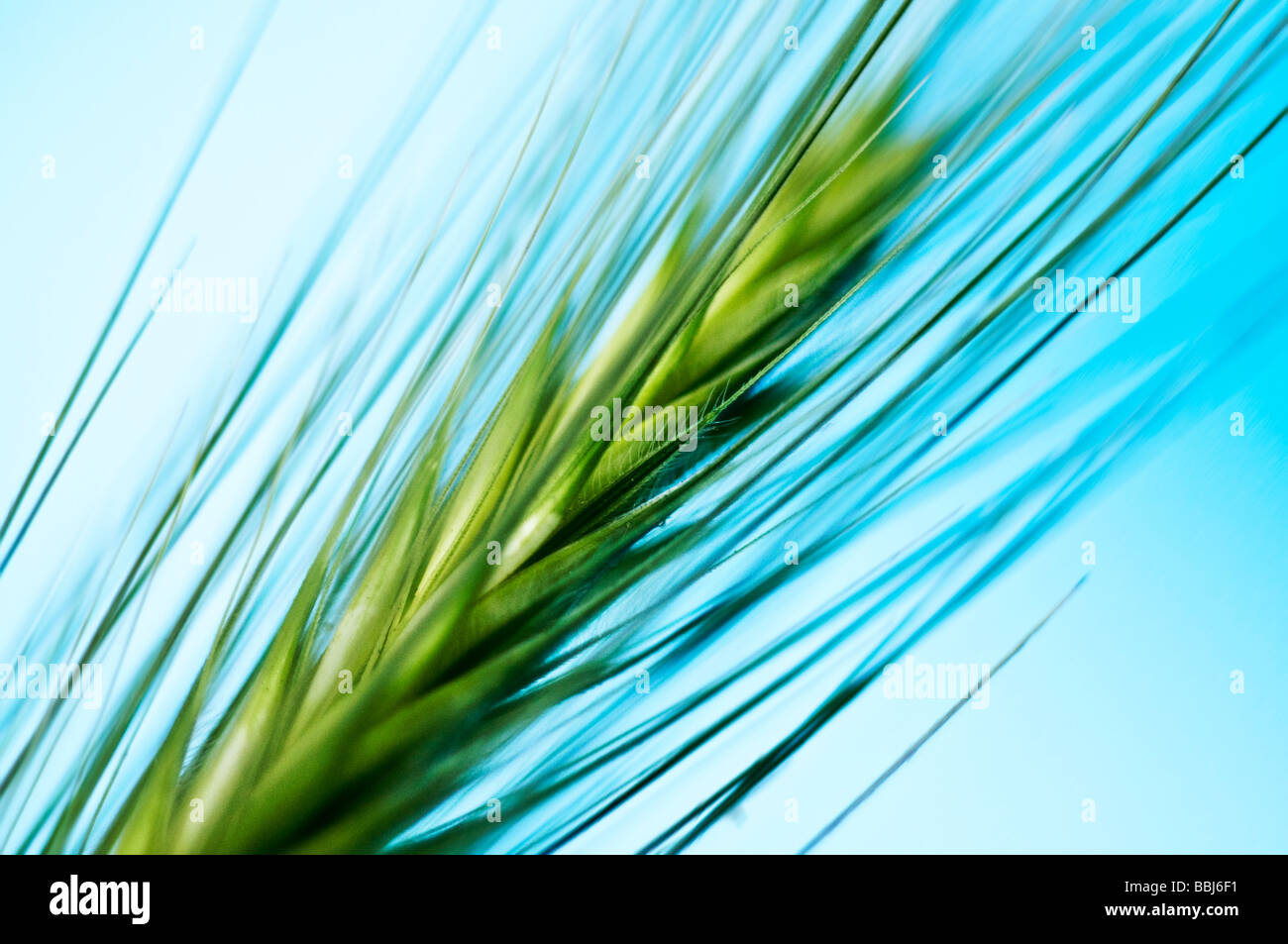 Semences paysannes Banque d'image et photos - Alamy