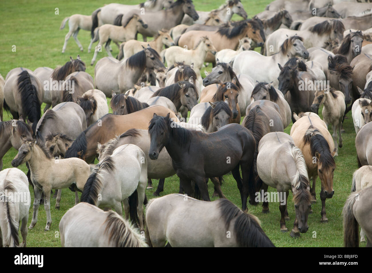 Dulmen ponies Banque de photographies et d’images à haute résolution ...