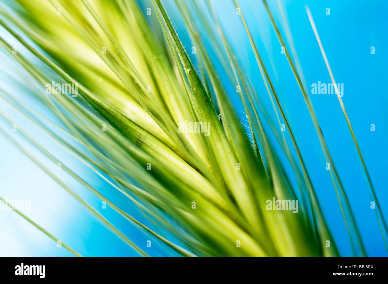 Semences paysannes Banque d'image et photos - Alamy