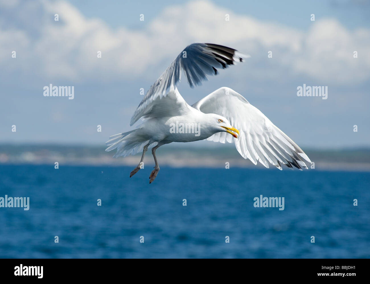 Mouette en vol Photo Stock - Alamy