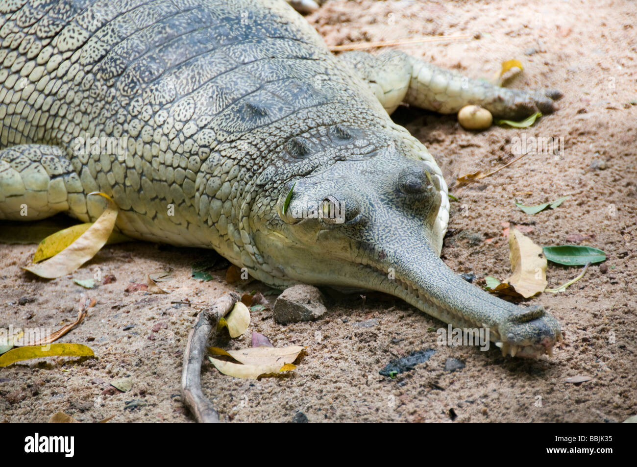 Gavial indien Banque de photographies et d’images à haute résolution ...