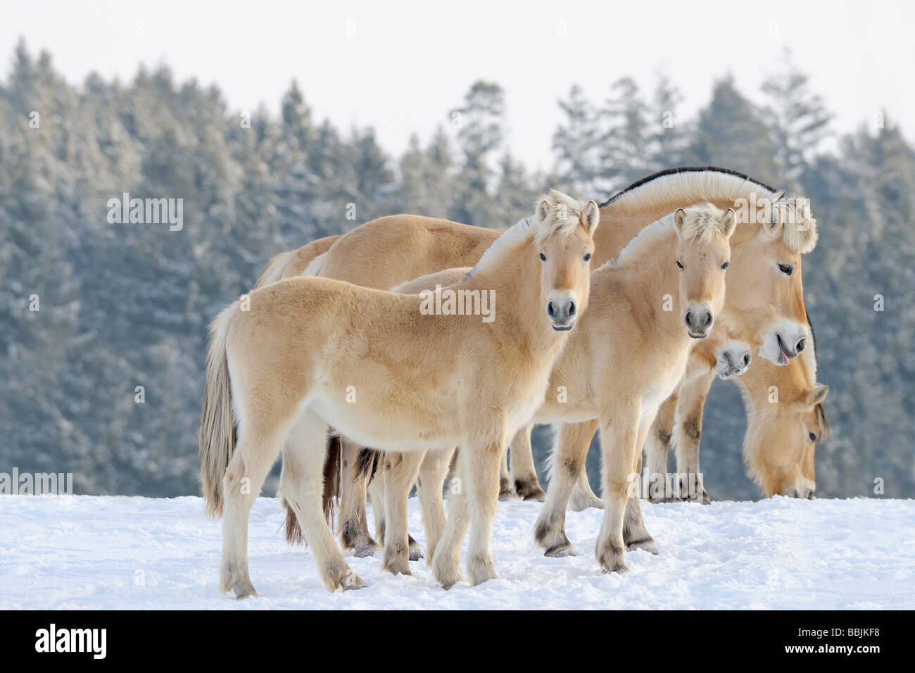 Norwegian fjord horse herd snow Banque de photographies et d’images à ...