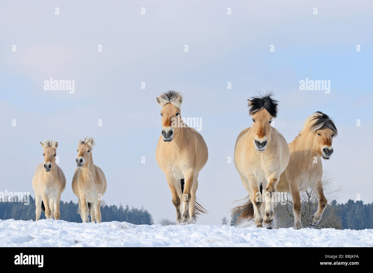 Norwegian fjord horse herd snow Banque de photographies et d’images à ...