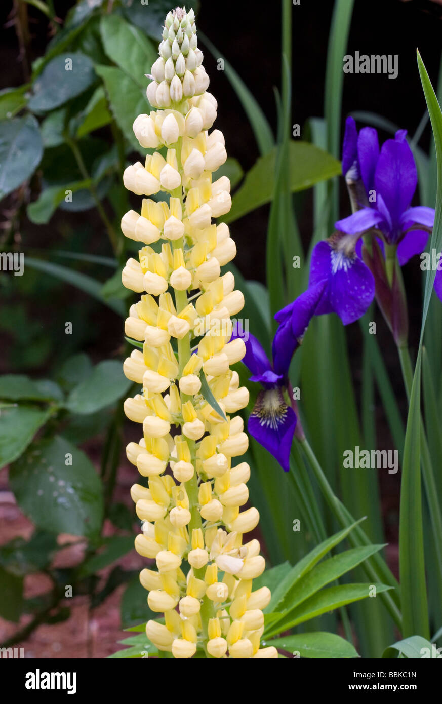 Lupin jaune Banque de photographies et d’images à haute résolution - Alamy