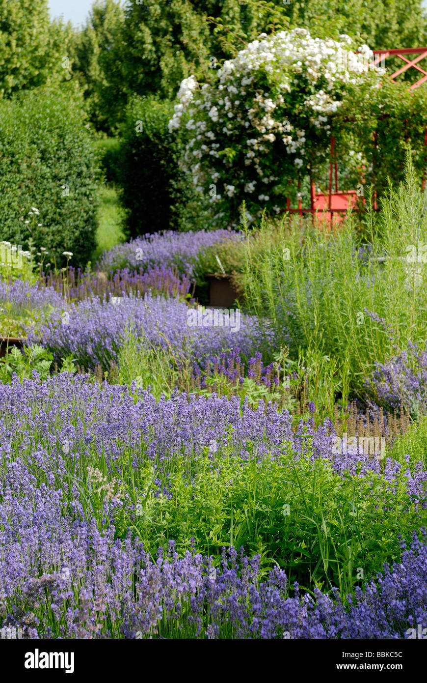 Echter lavendel lavandula angustifolia Banque de photographies et d ...
