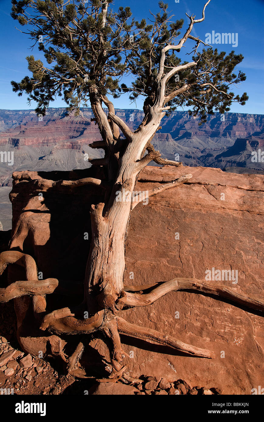 Colorado Pinyon Pinus edulis Grand Canyon National Park Arizona USA ...
