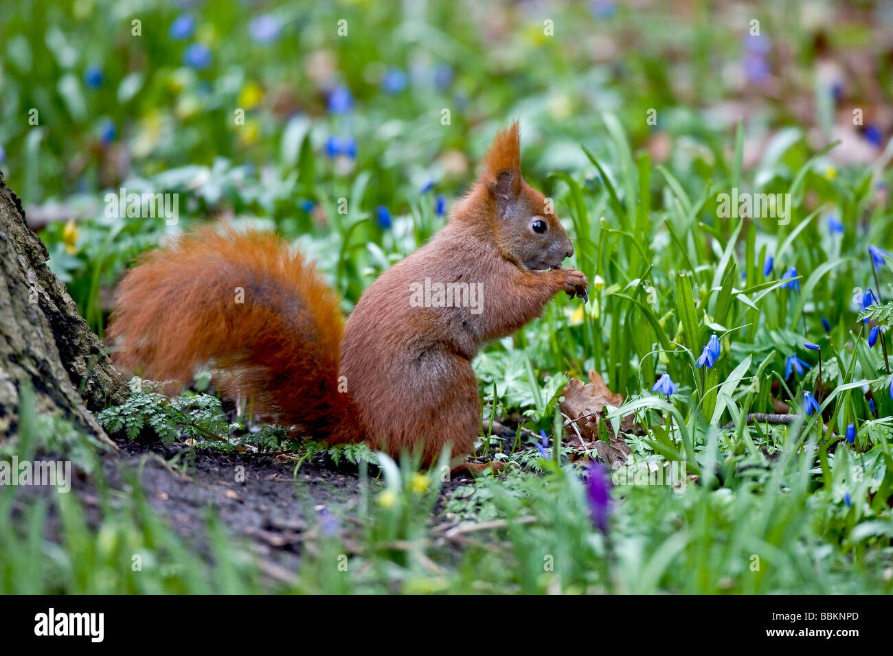 L'écureuil roux (Sciurus vulgaris Photo Stock - Alamy