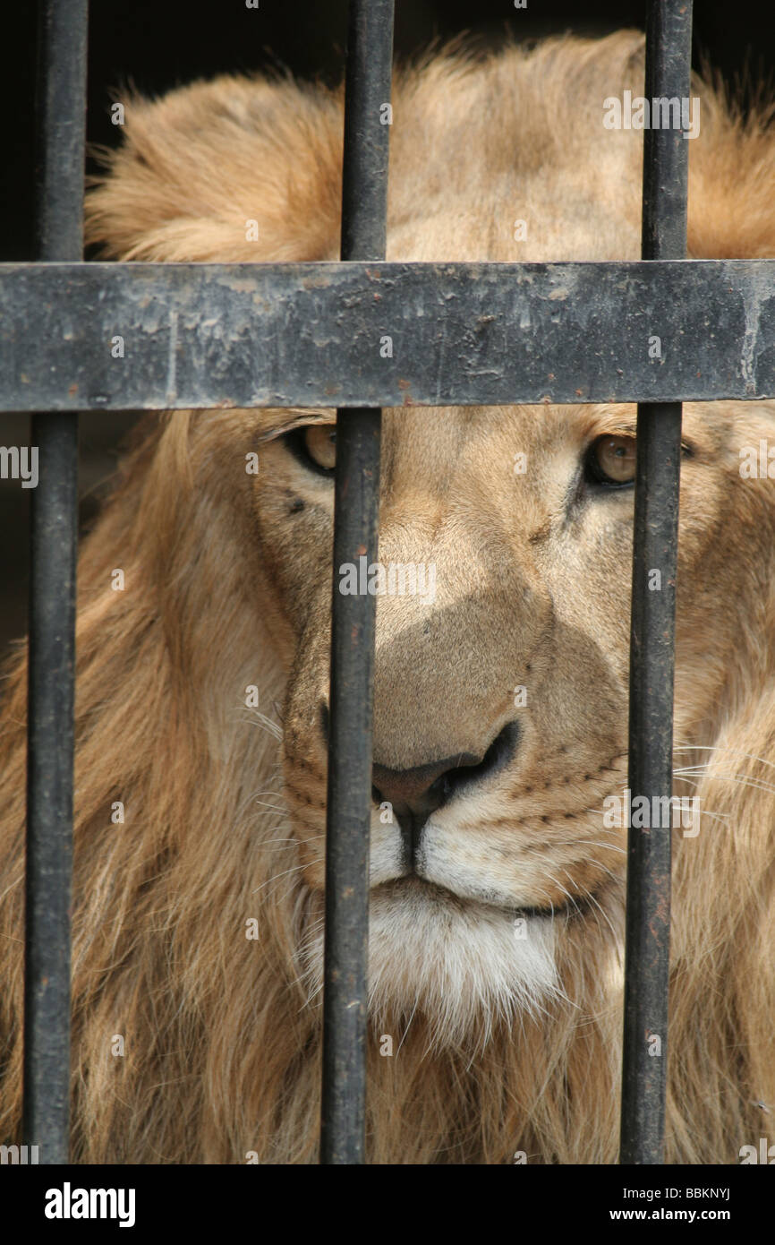 Lion abyssin Banque de photographies et d’images à haute résolution - Alamy