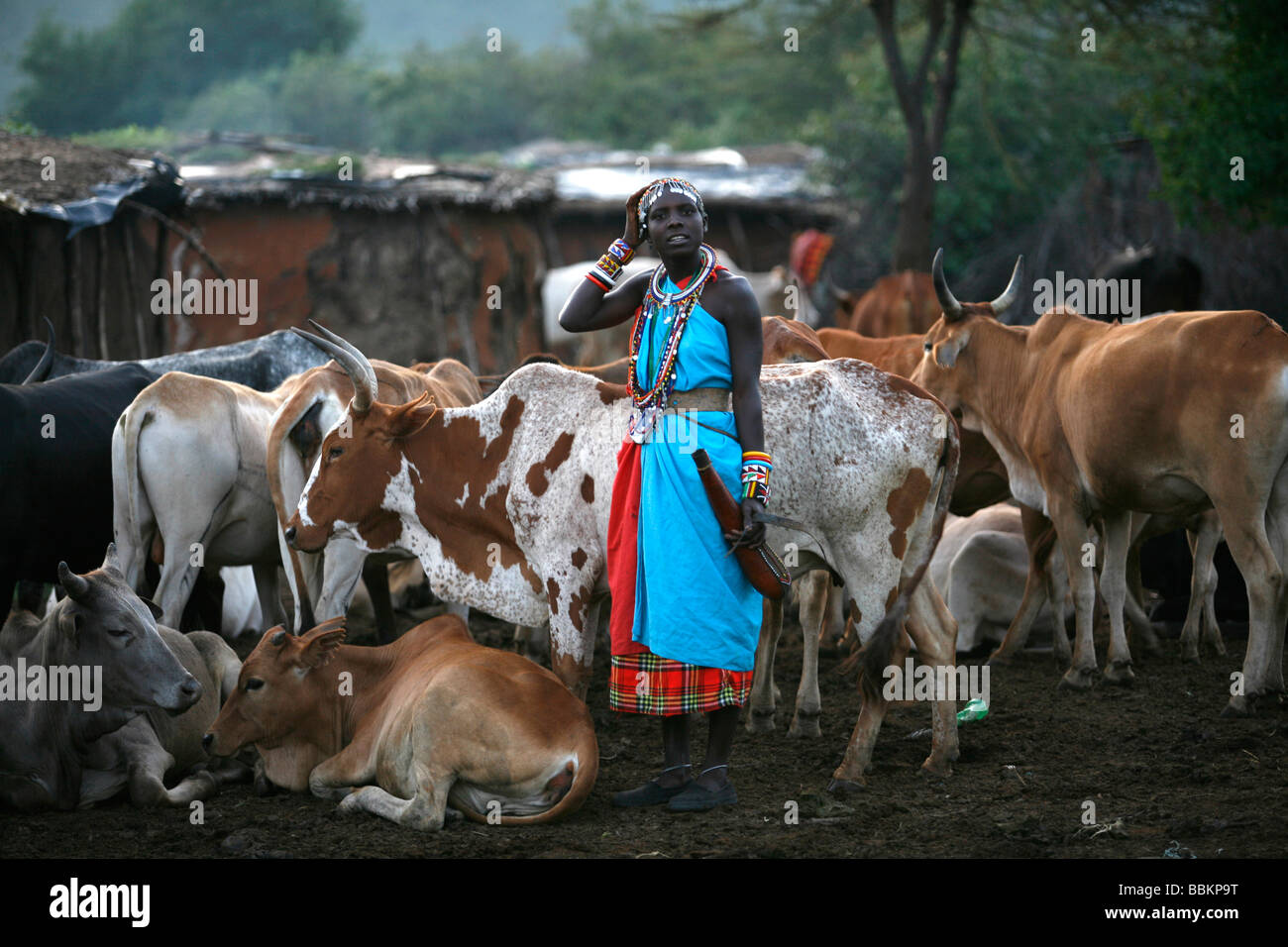 Masai herding cattle Banque de photographies et d’images à haute ...