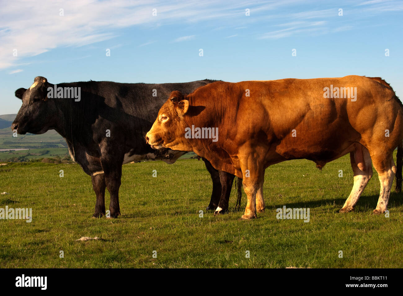 Vache accouplement avec taureau Banque de photographies et d’images à haute résolution - Alamy