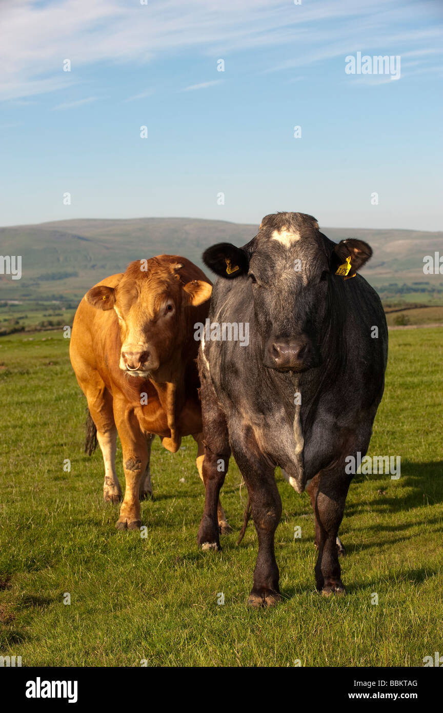 Vache accouplement avec taureau Banque de photographies et d’images à haute résolution - Alamy