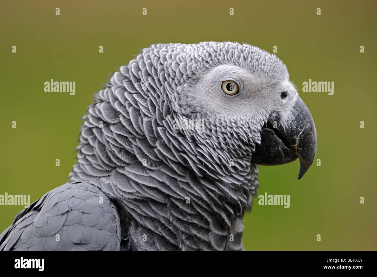 Perroquet perroquet oiseau oiseaux animal animaux afrique afrique faune ...