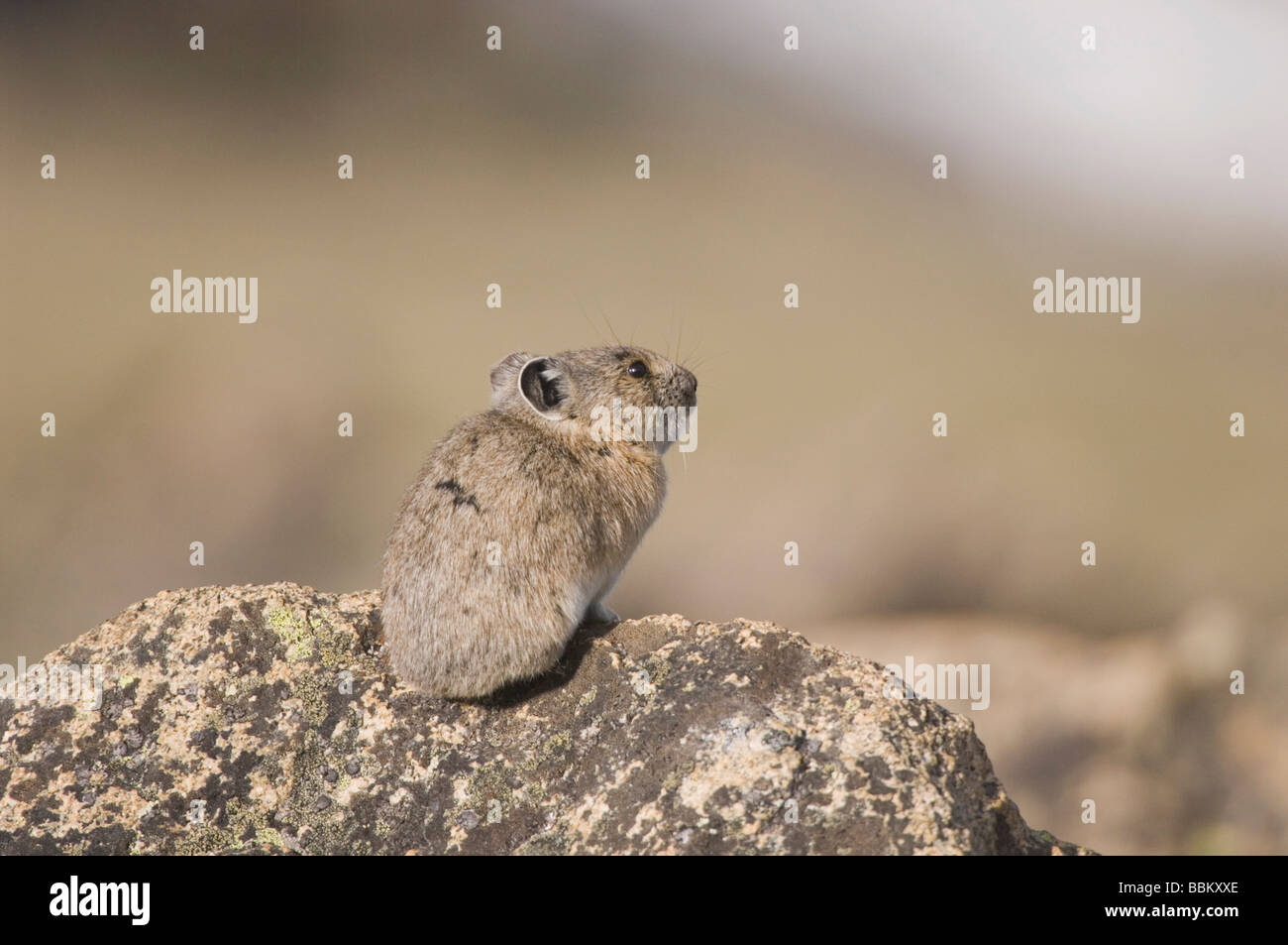 Pika américain Banque de photographies et d’images à haute résolution ...