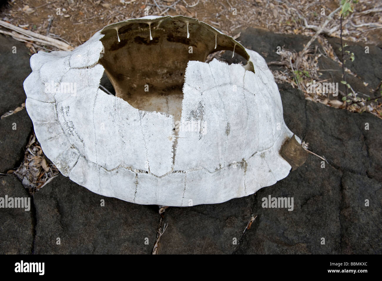 La carapace de tortue géante la Galapaquera Media Luna San Christobal ...
