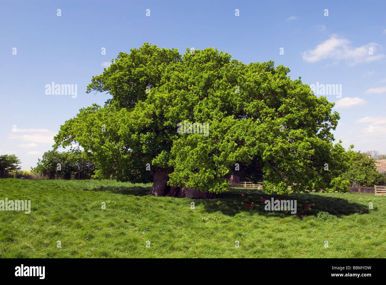 Bowthorpe oak tree Banque de photographies et d’images à haute ...