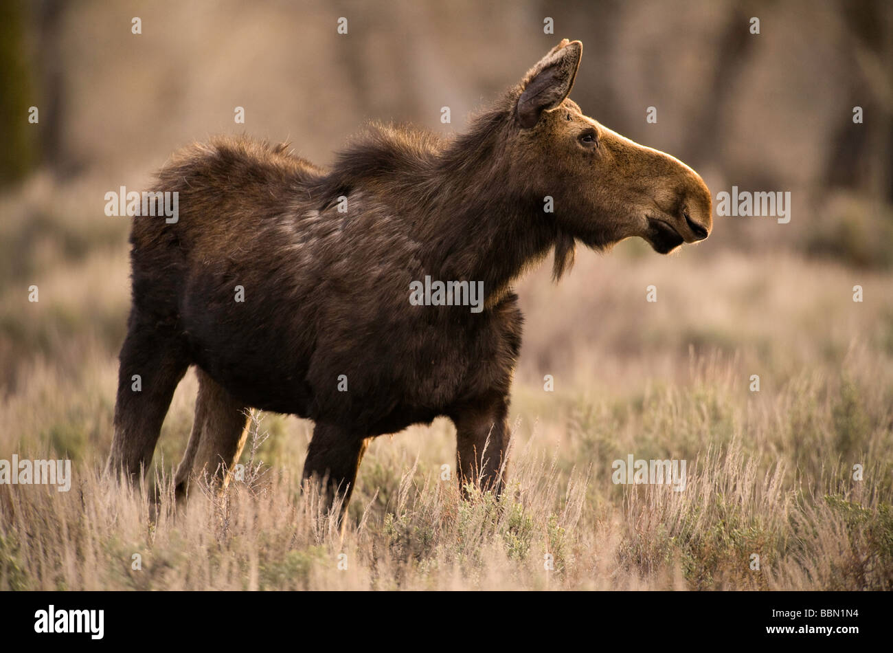 Alces alces Banque de photographies et d’images à haute résolution - Alamy