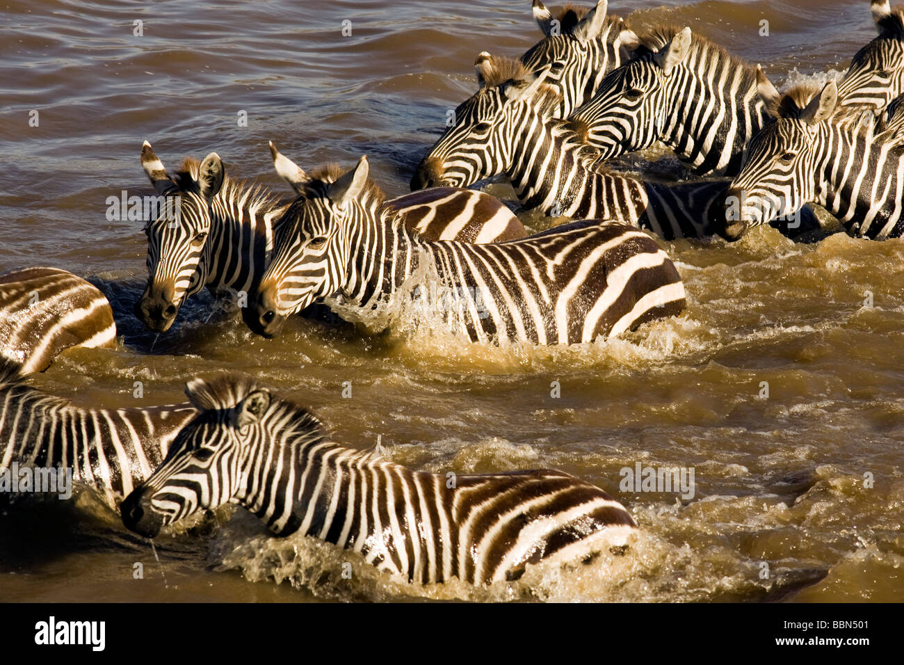 Cheval zèbre croisé Banque de photographies et d’images à haute ...