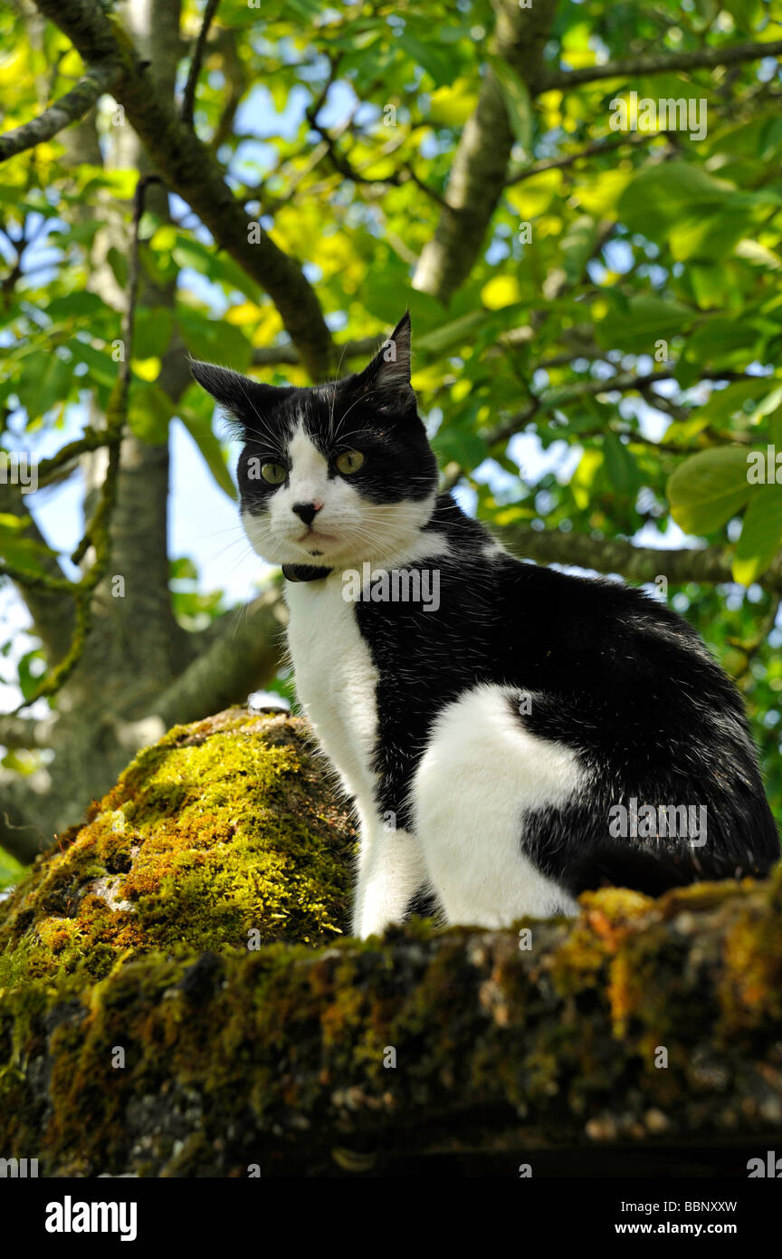 Chat du noir blanc Banque de photographies et d’images à haute ...