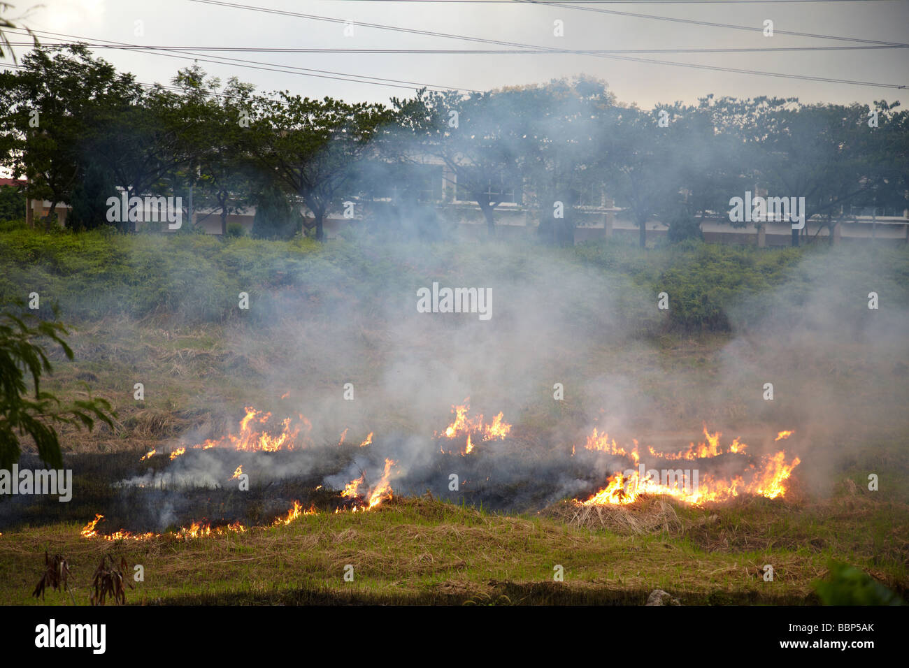 Feu sauvage Banque de photographies et d’images à haute résolution - Alamy