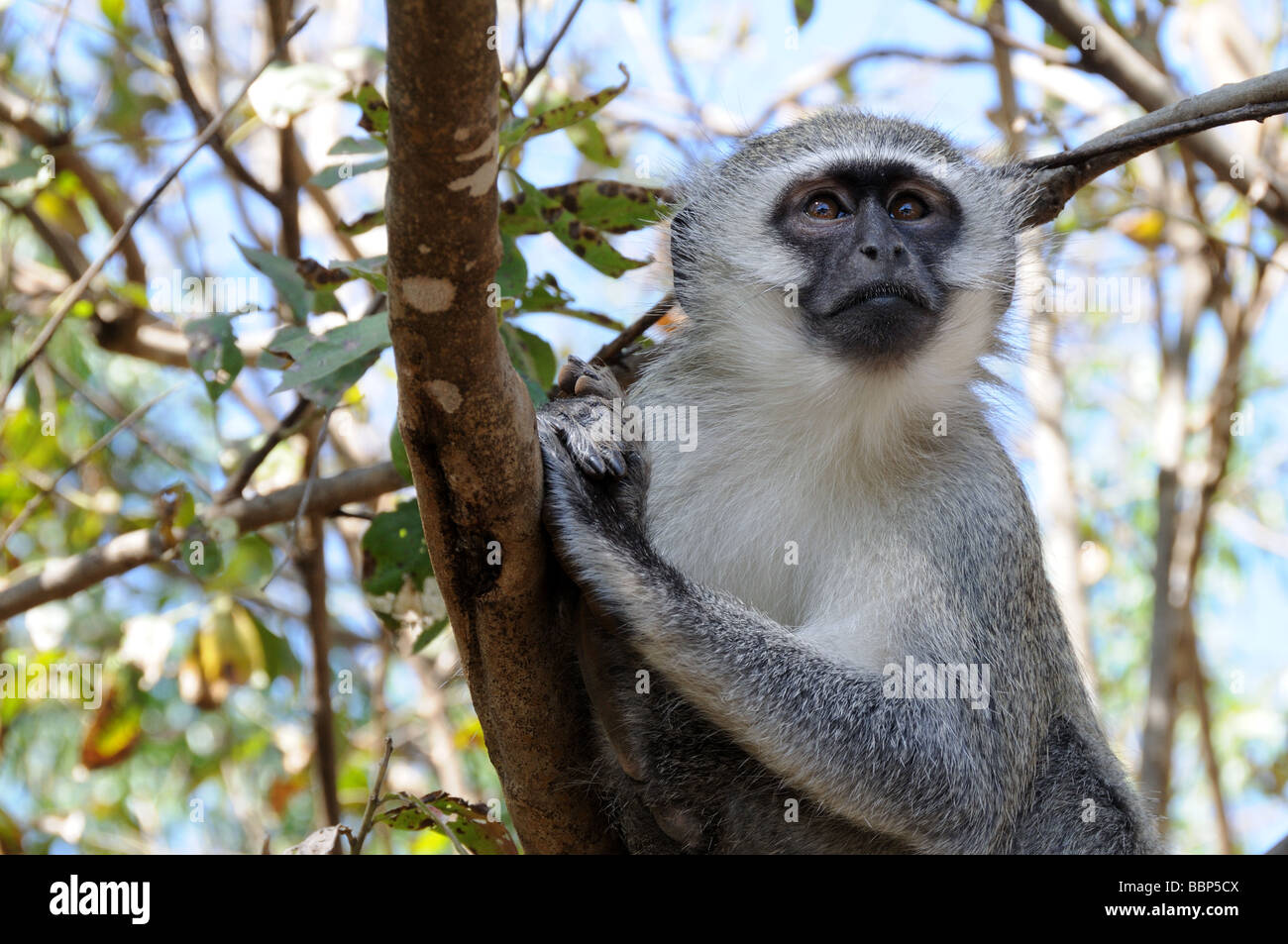 Close Up of a wild Velvet Monkey Cerocopithecus aethiops en Parc ...
