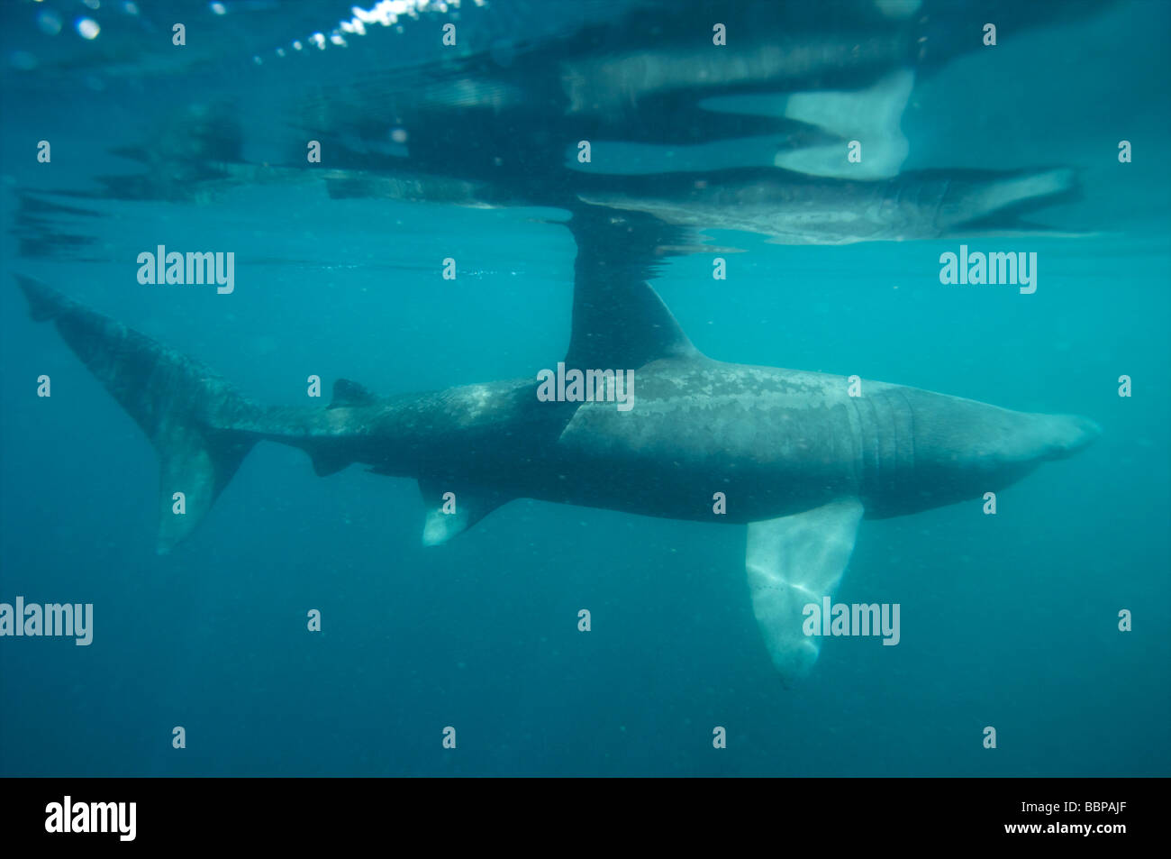 Le requin pèlerin à l'alimentation de l'Côte Cornish bouche fermée tout ...