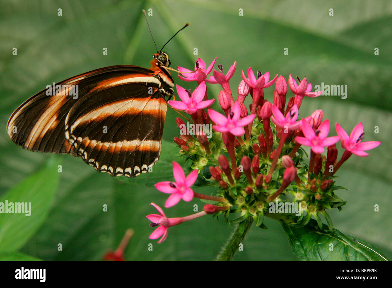 Papillons du costa rica Banque de photographies et d’images à haute ...