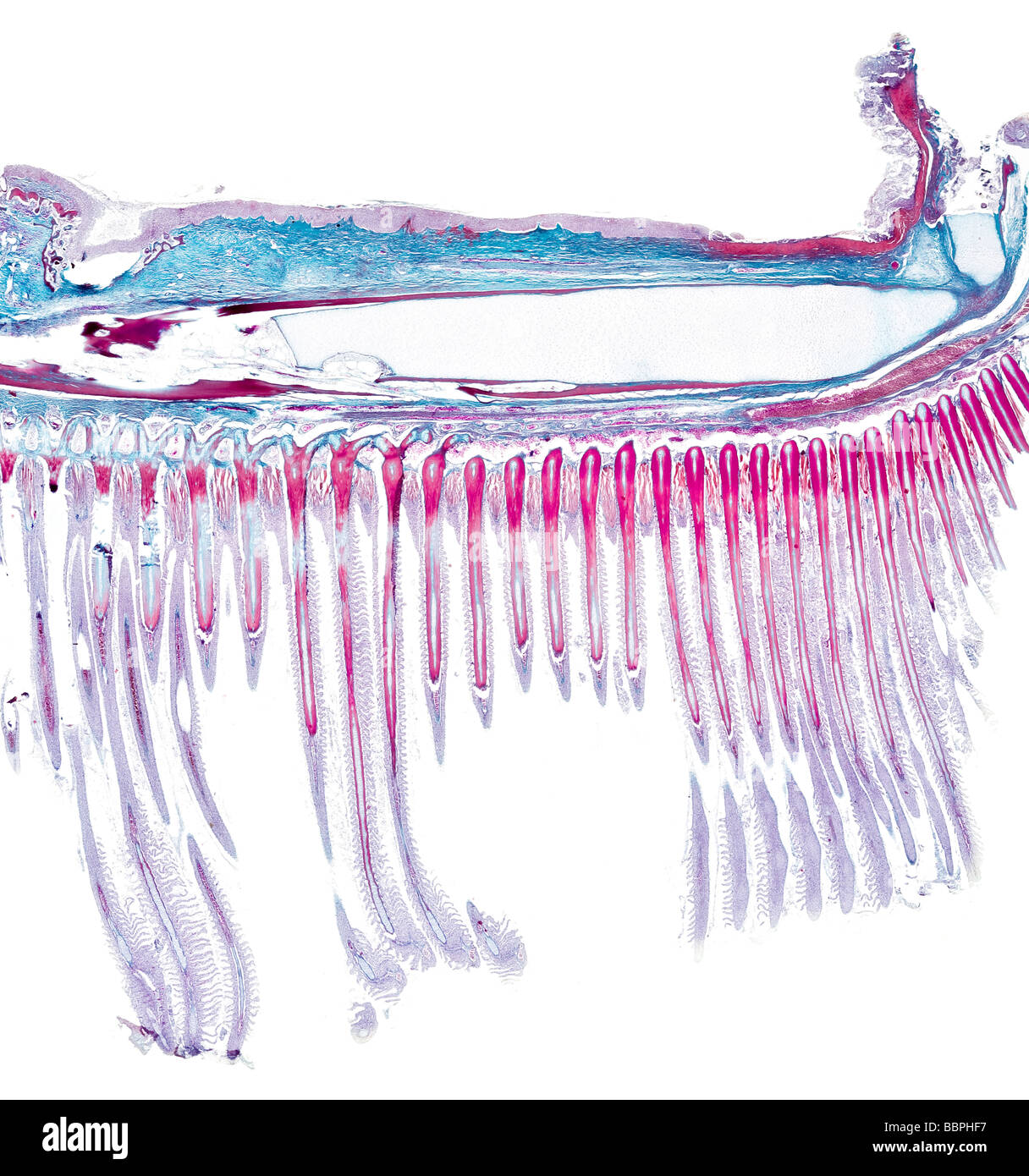Microscope fish Banque de photographies et d’images à haute résolution ...