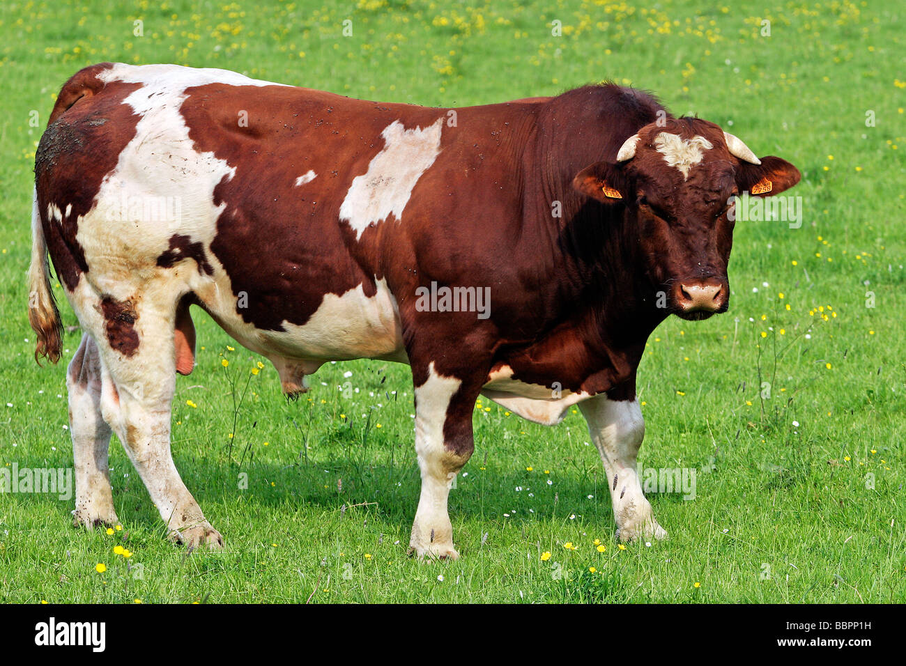 Maine anjou Banque de photographies et d’images à haute résolution - Alamy