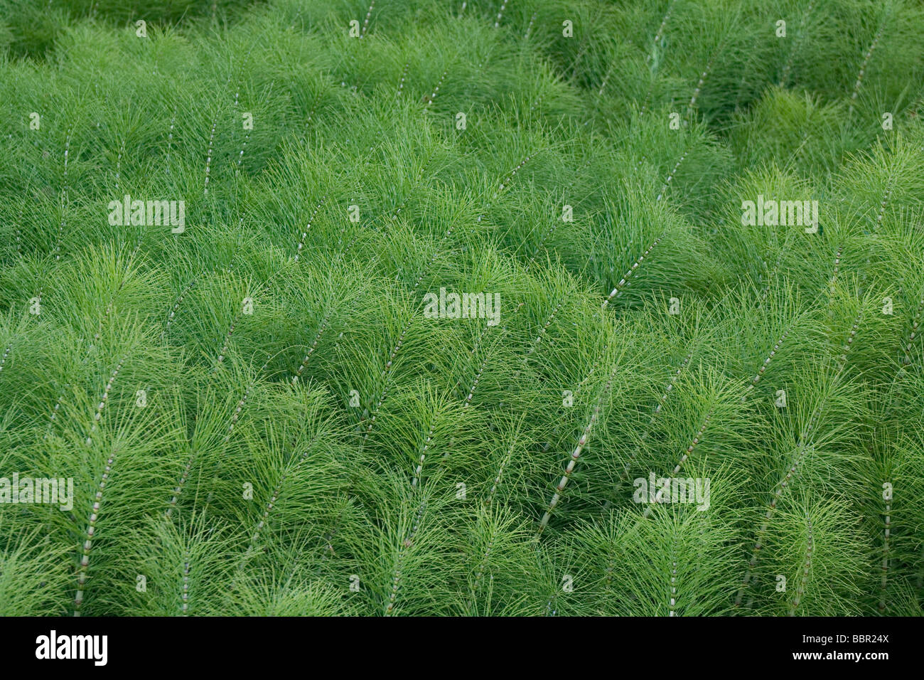Equisetum telmateia Banque de photographies et d’images à haute ...