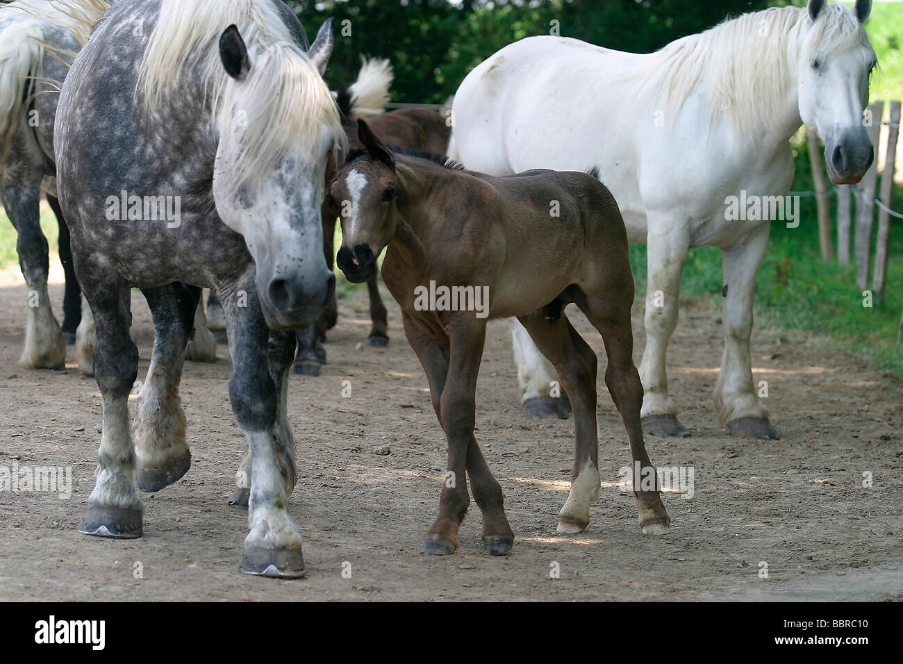 Cheval PERCHERON ET SON POULAIN, LA CHAPELLE-SOUEF, ORNE (61 ...